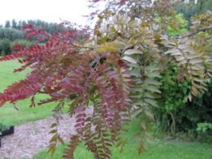 Gleditsia Triacanthos Ruby Lace - Coastal Gardens Supplies & Hire